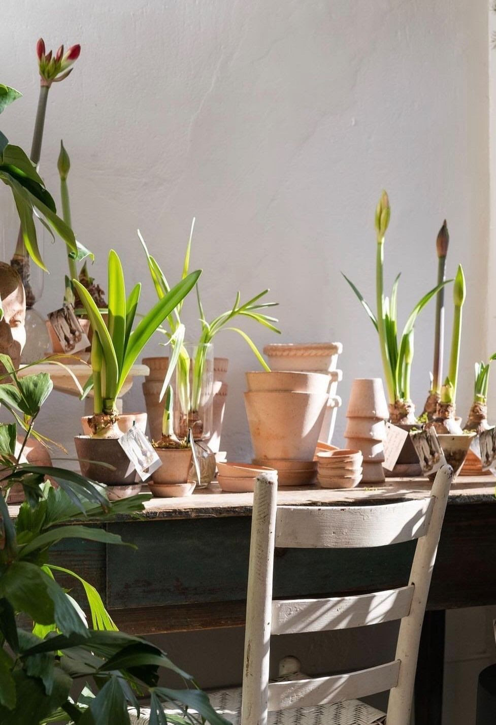 IT'S A BOTANICAL BASH - GoTidbits